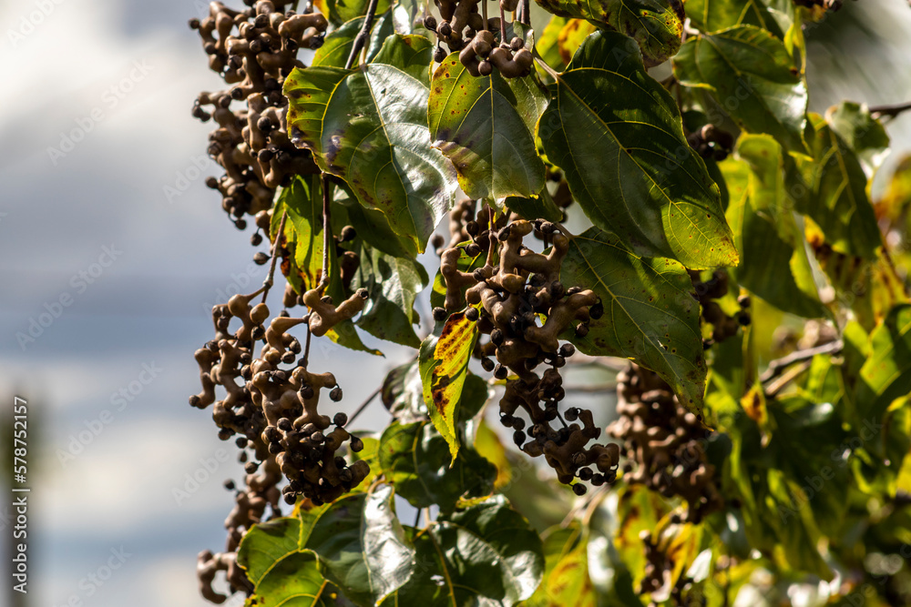 Japanese grape tree or Japanese grape, Hovenia dulcis loaded with ...