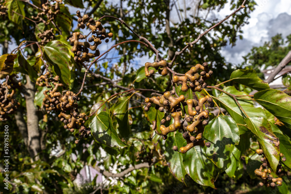 Japanese grape tree or Japanese grape, Hovenia dulcis loaded with ...