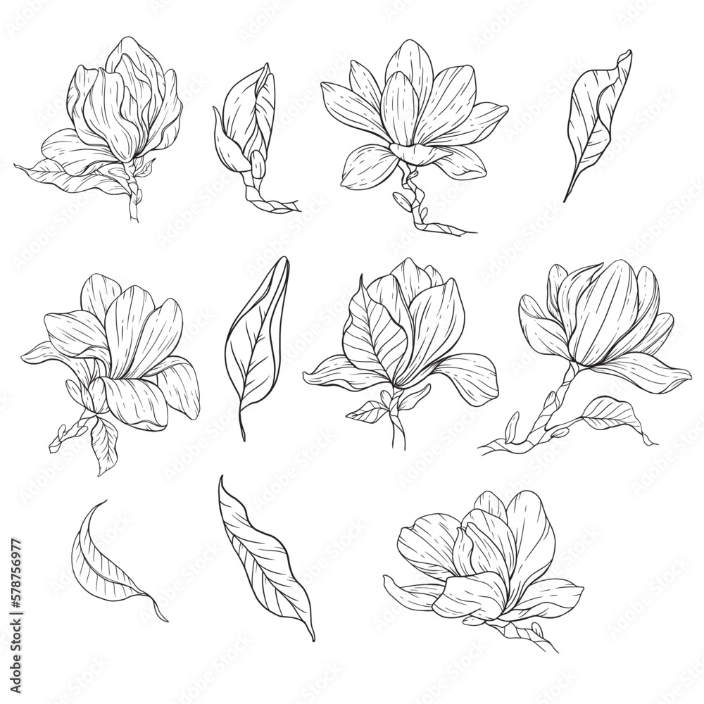Floral Line Art. Magnolia Flower Outline for Floral Coloring Pages ...
