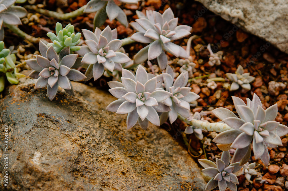Cactus y Suculentas, flora natural de México, de la zona del bajío ...
