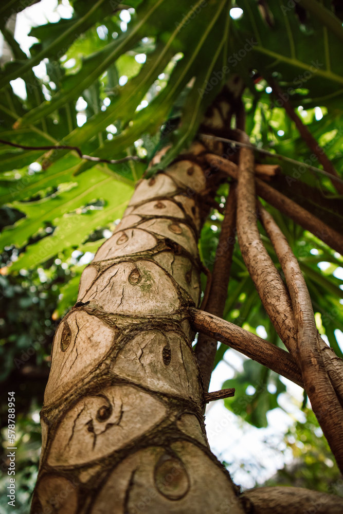 A trunk, branches of creeper tree with circular carving scars, marks. A ...