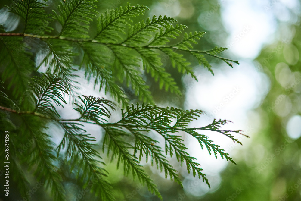 Western red cedar tree branch foliage close up with green bokeh forest ...