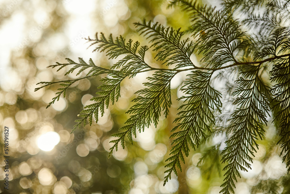 Red Cedar Tree Branch