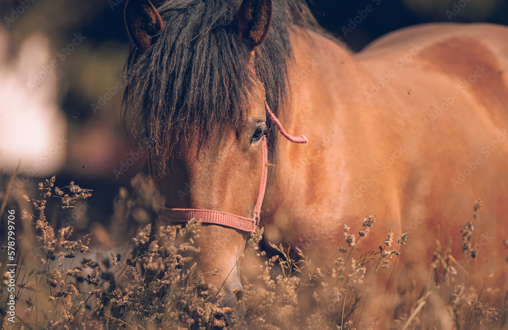 bond between horses and humans is celebrated in this heartwarming photo ...