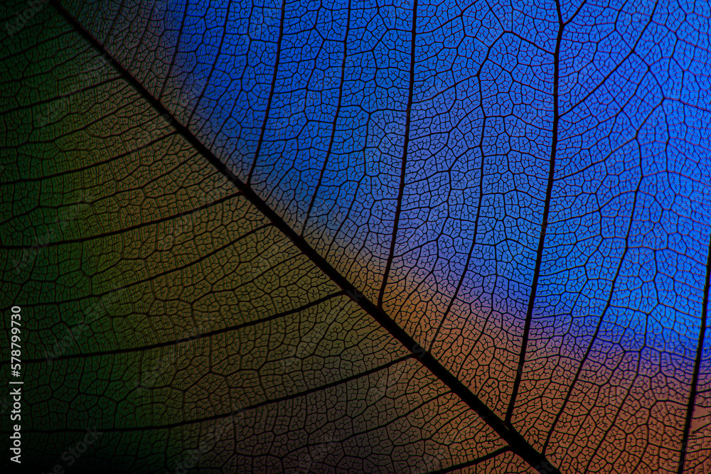background from leaf skeleton with veins and cells - macro photograph ...
