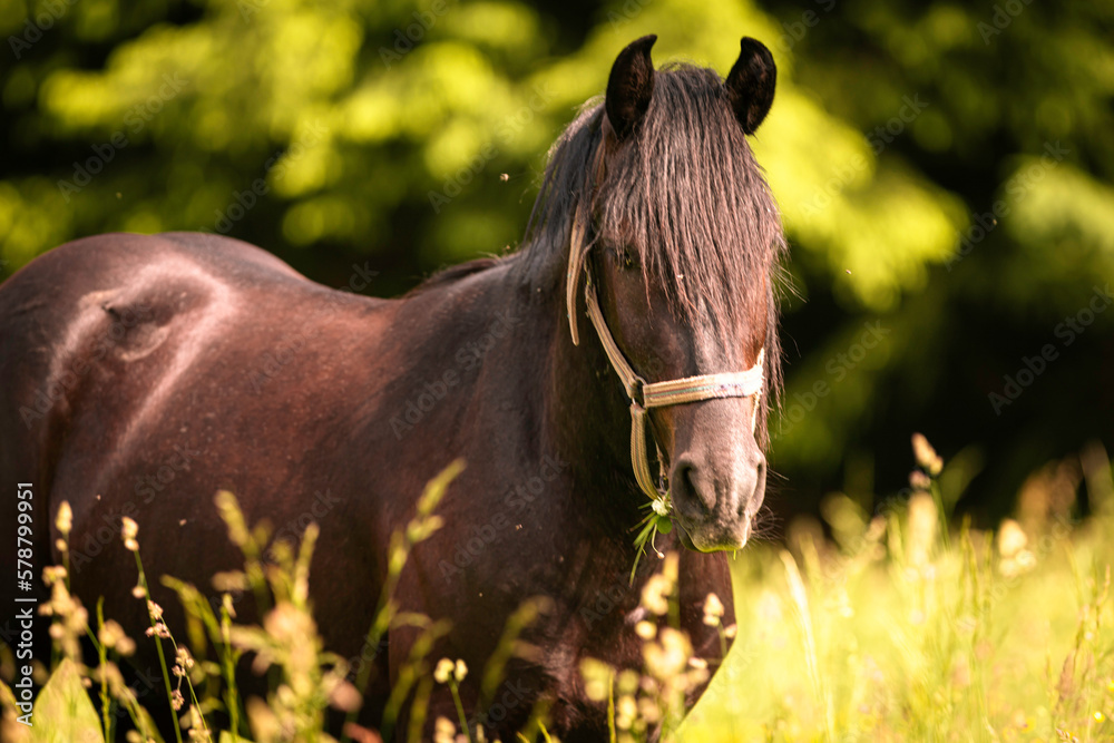 The natural beauty of these horses is highlighted in this stunning ...