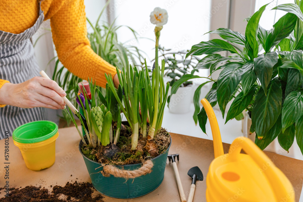 female gardener planting fresh seedlings of hyacinth and narcissus ...
