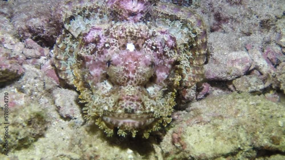 Poisonous fish with captured in close-up shot underwater surrounded by ...