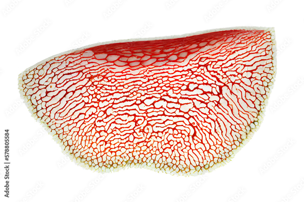medicine Respiratory prismatic ciliated pseudostratified epithelium ...