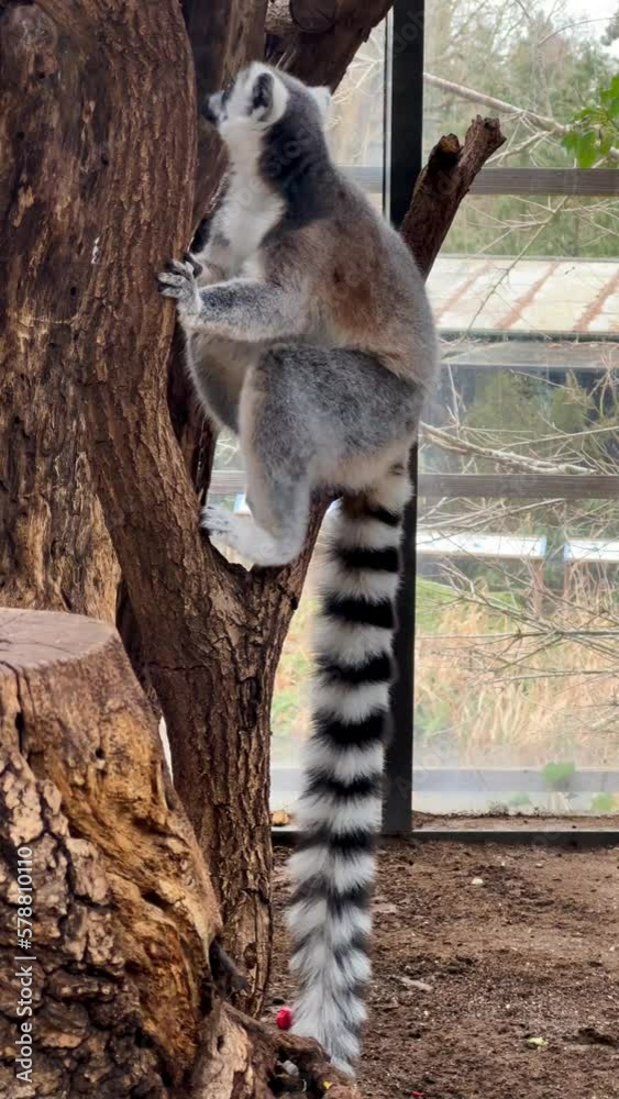 A lemur shows off his beautiful tail while posing for the camera. 4K ...