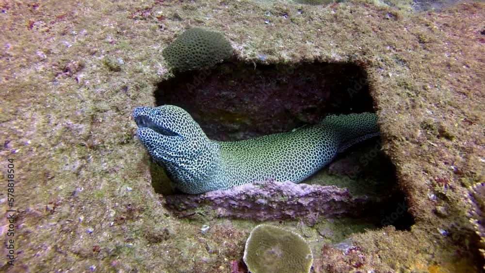 Stockvideo Corals at bottom of sea close-up shot reveals beautifully ...