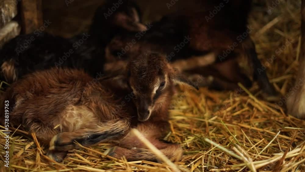 Newborn brown baby goat, goat kid, with siblings and mother goat 10 ...