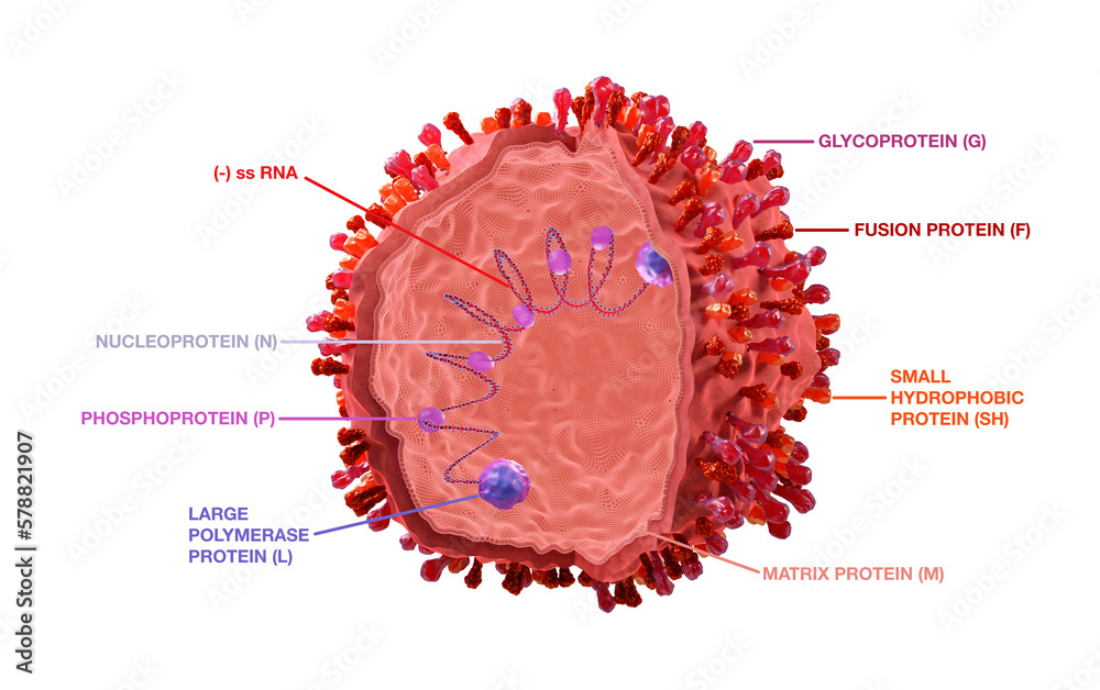 Respiratory Syncytial Virus Structure Rsv With Its Envelope Proteins