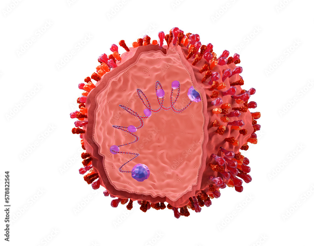 Respiratory syncytial virus structure (RSV), with its envelope proteins G, F, SH and inside the ...