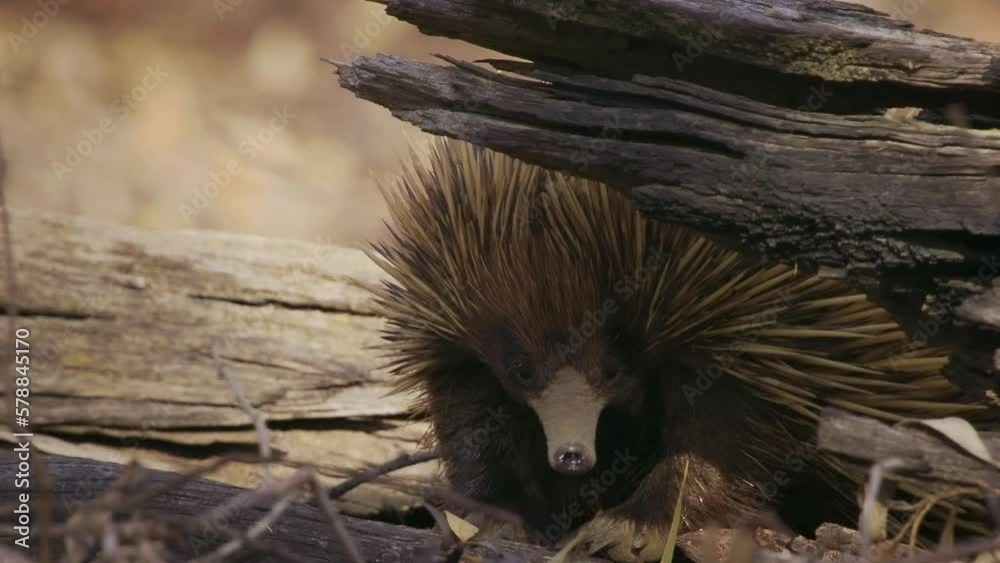 Short-beaked Echidna - Tachyglossus aculeatus in the Australian bush ...