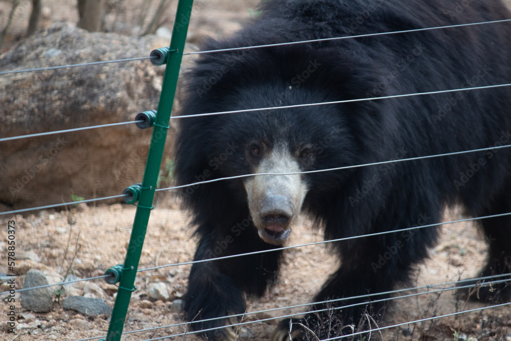 Indian bear at Bannerghatta national park Bangalore standing in the zoo ...
