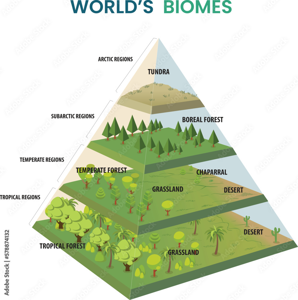Poster world's biomes pyramid diagram – Wall Art | UkPosters