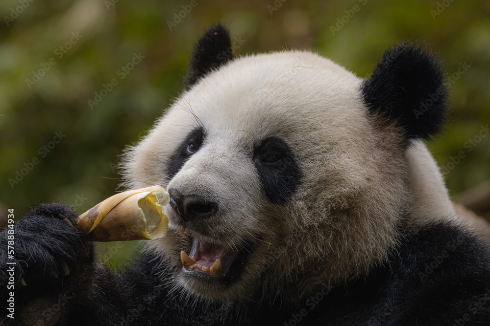 Panda has lunch, Giant Panda Breeding Research Base (Xiongmao Jidi ...