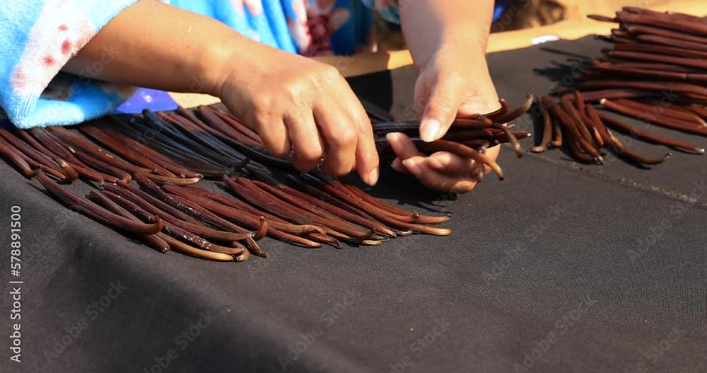 farmer vanilla pods drying in the sunlight on shelf. 4k video Stock ビデオ ...