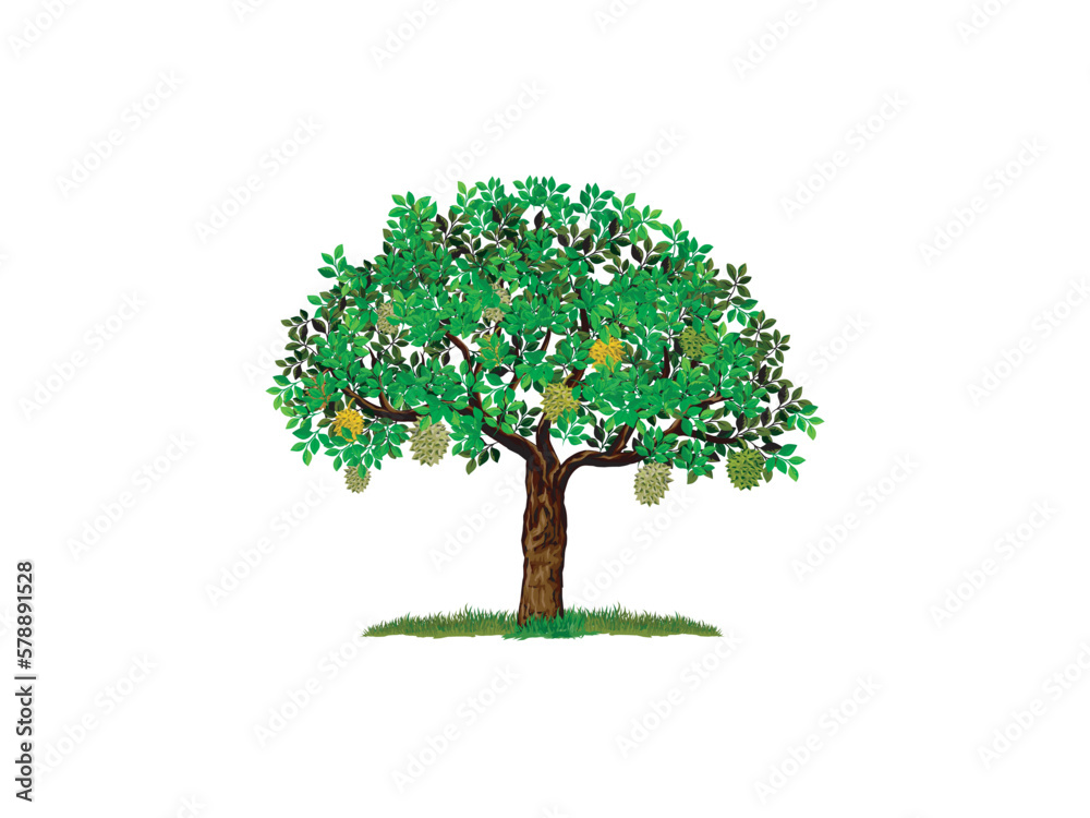 durian tree in the garden, hand drawn style เวกเตอร์สต็อก | Adobe Stock
