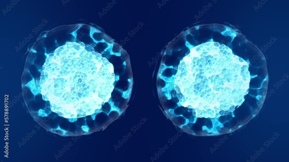 Cell division, Mitosis 3d animation with blue tone. Biotechnology or ...