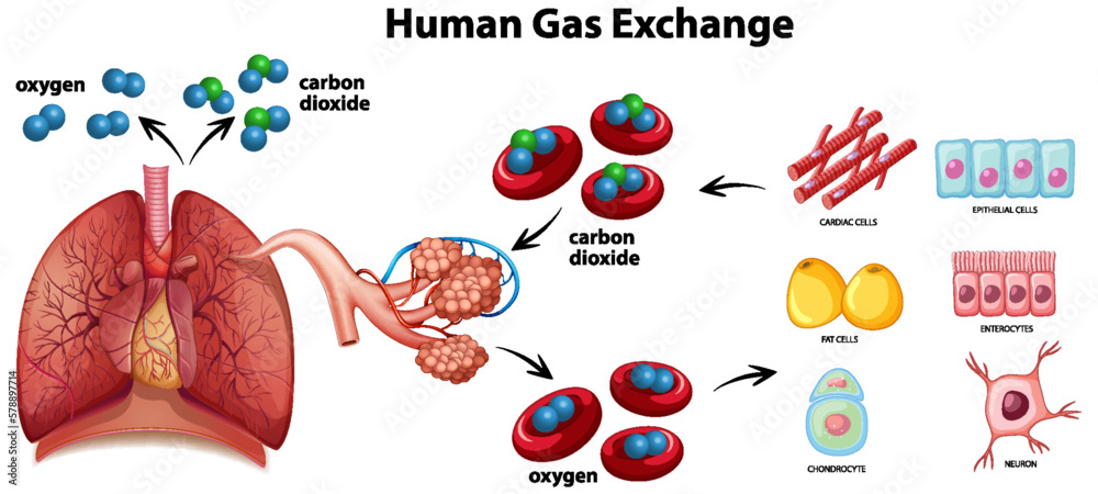 Human Gas Exchange Diagram Vector Stock Vector | Adobe Stock