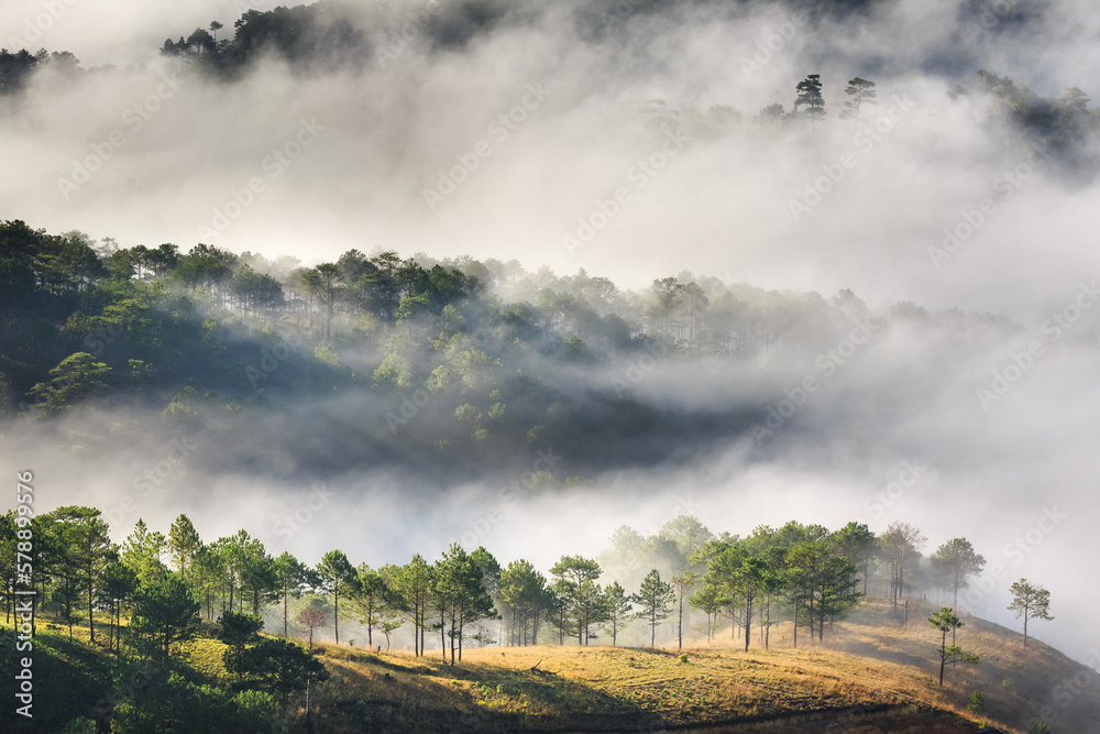 The magical beauty of the pine forests on the hill hidden in fog and ...