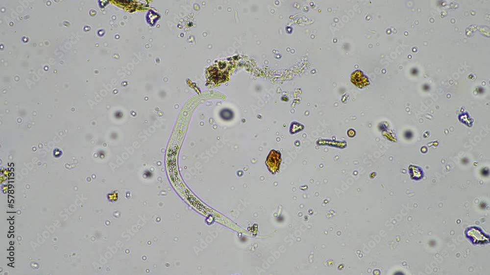 nematode microorganisms and soil biology, with nematodes and fungi ...