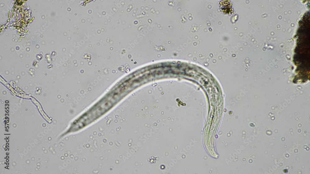 nematode microorganisms and soil biology, with nematodes and fungi ...