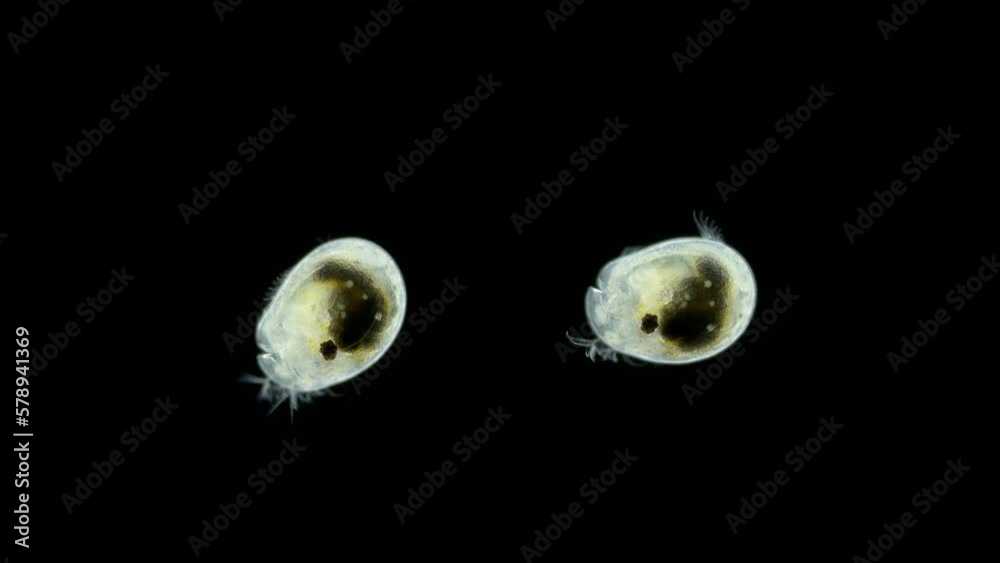Ostracoda under a microscope, Cypridinidae family, Myodocopida Order ...