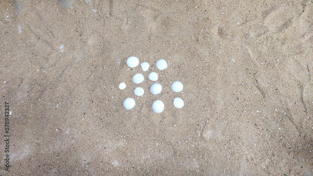 Endangered rare new white wild sea turtle or tortoise eggs buried on ...