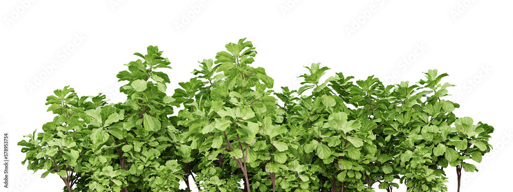 Green plants for landscaping isolated on transparent background, garden ...