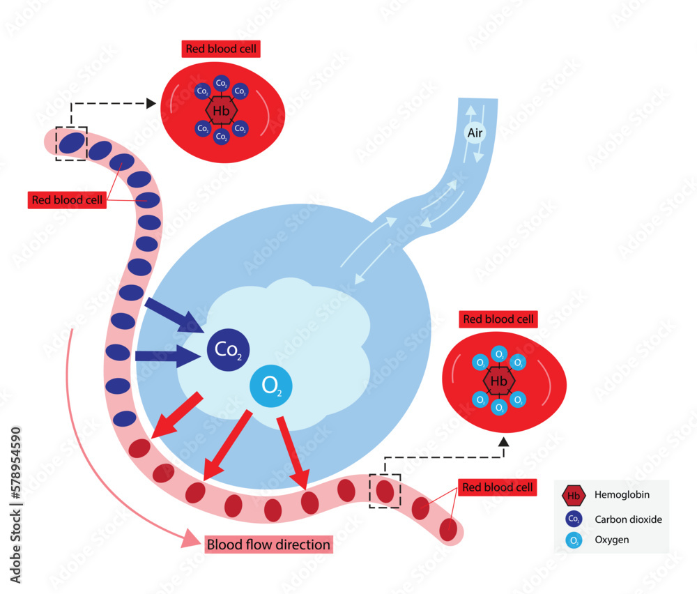 illustration of Biology, Respiration between blood and cells, The ...
