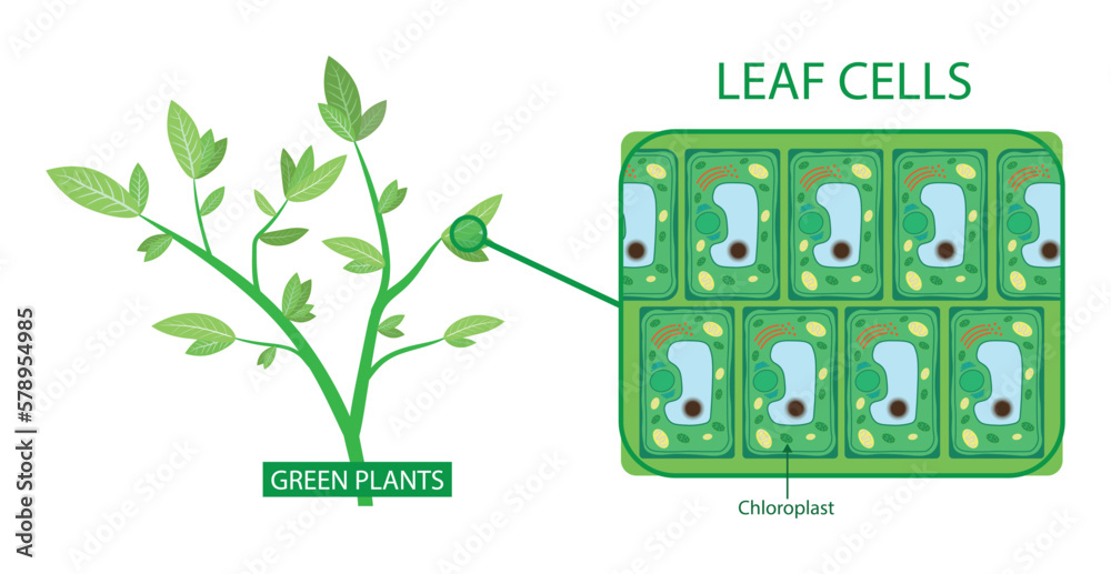 illustration of biology, plant cells in leaves, Stems of plants cell ...
