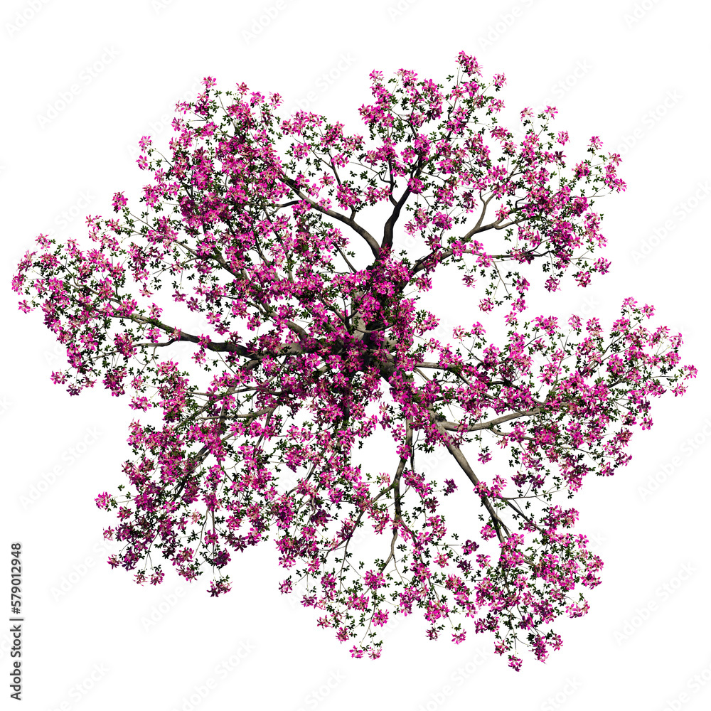 tree top view isolated on white png Stock Illustration | Adobe Stock