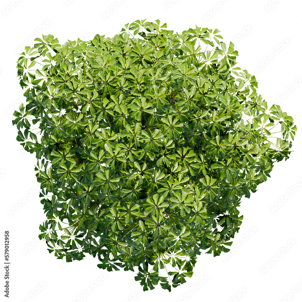 tree top view isolated on white png Stock Illustration | Adobe Stock