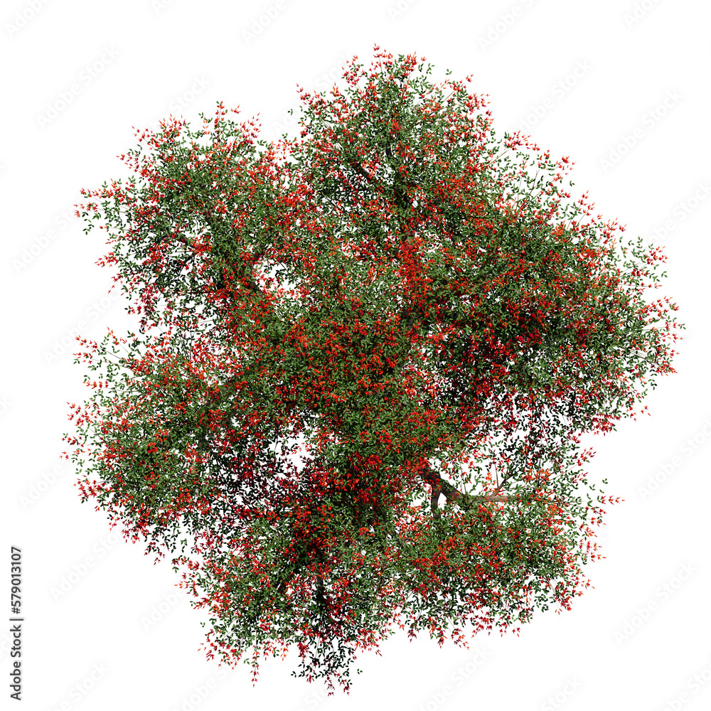 tree top view isolated on white png Stock Illustration | Adobe Stock