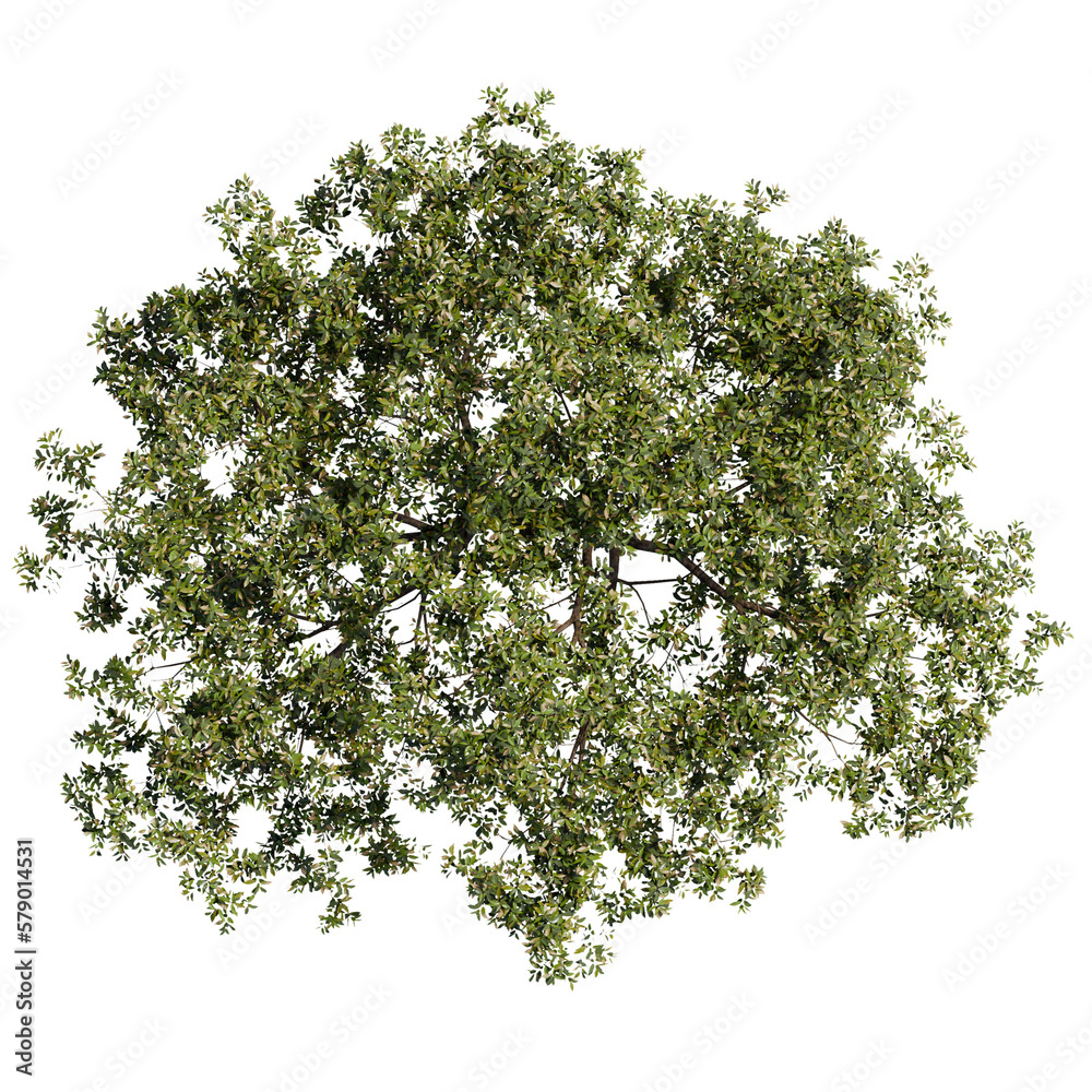 tree top view isolated on white png Stock Illustration | Adobe Stock
