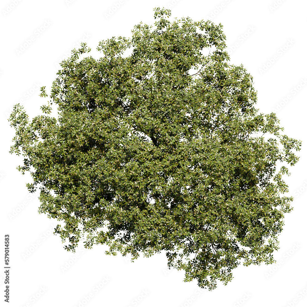 tree top view isolated on white png Stock Illustration | Adobe Stock