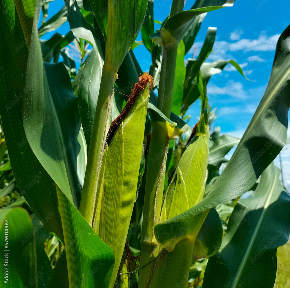 Corn plantation during summer season. Young corn plants with fruit that ...