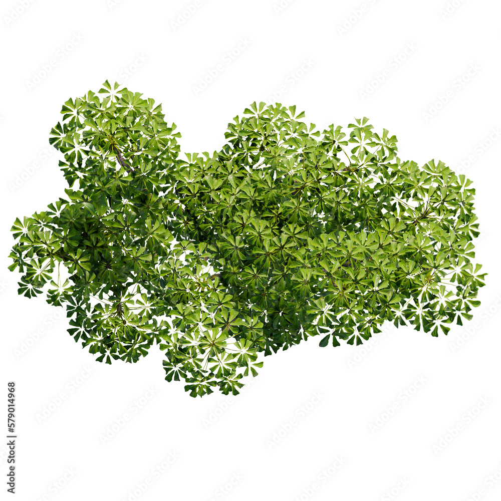 tree top view isolated on white png Stock Illustration | Adobe Stock