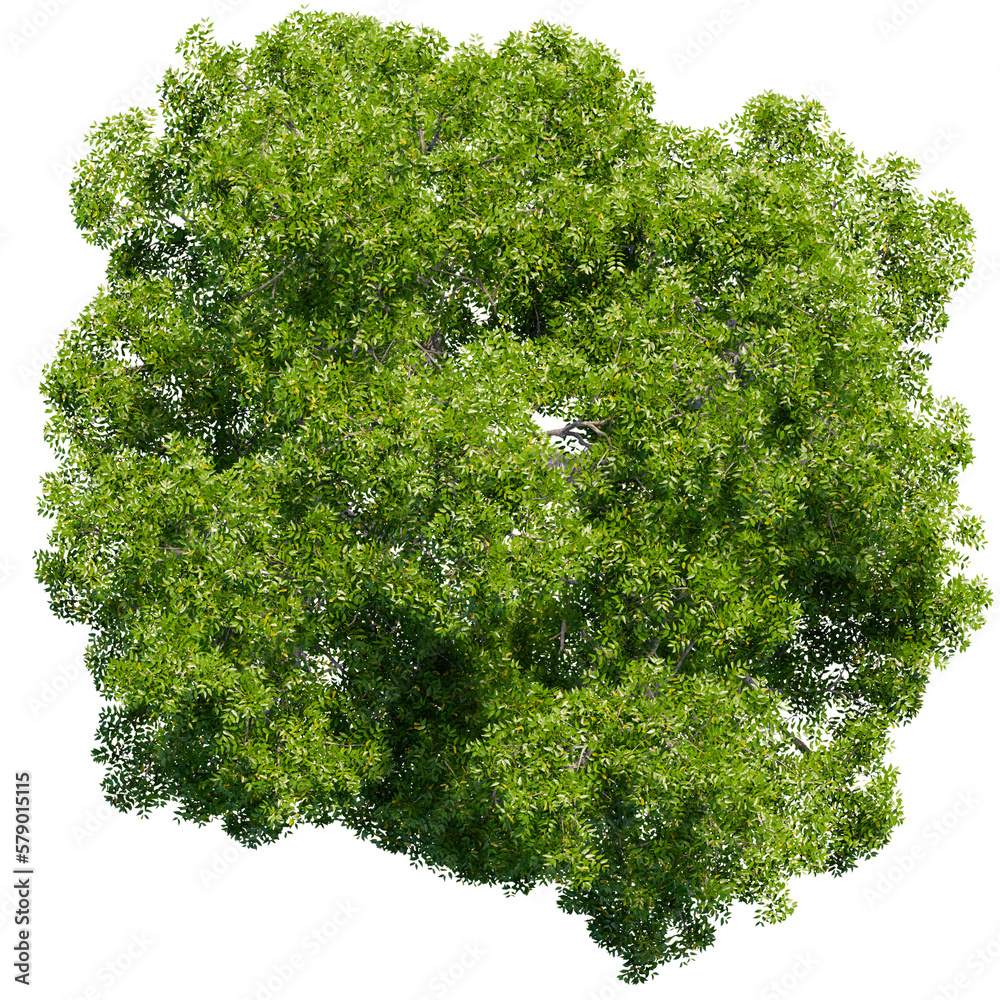 tree top view isolated on white png Stock Illustration | Adobe Stock