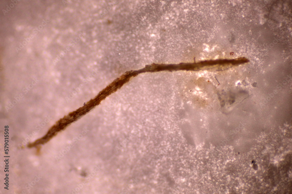 Analysis morphology of microplastic waste contaminated in soil and ...