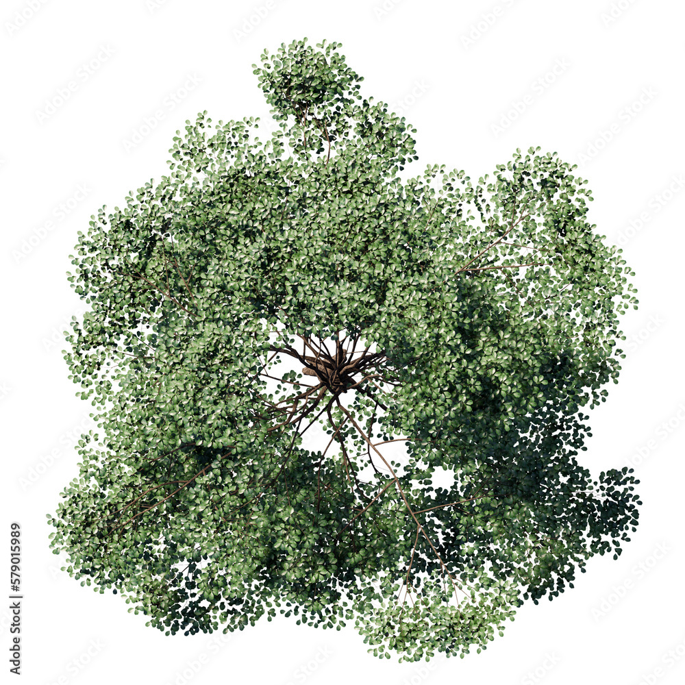 tree top view isolated on white png Stock Illustration | Adobe Stock