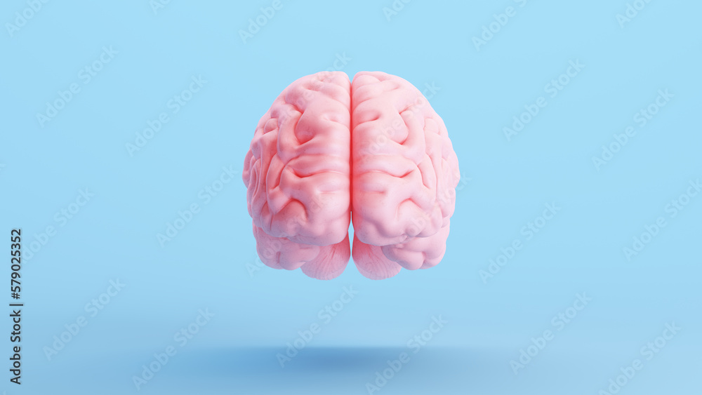 Pink Brain Anatomy Mind Intelligence Medical Organ Science Blue ...