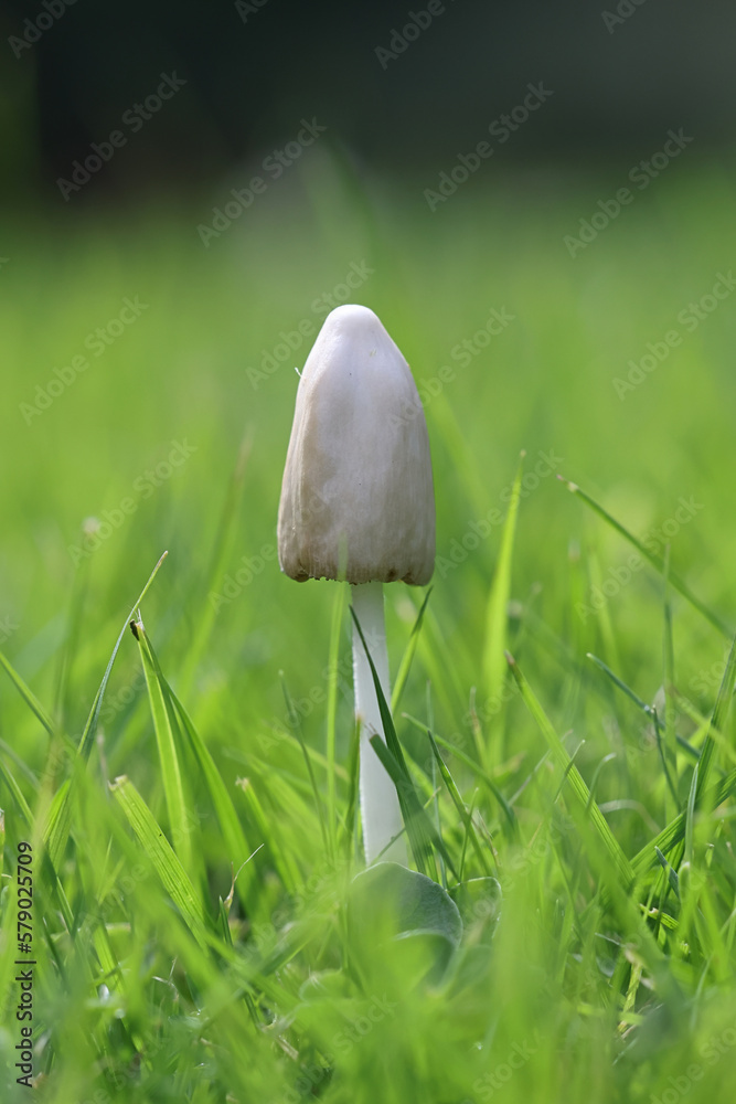 Foto de Conocybe albipes, previously called also Conocybe lactea and ...