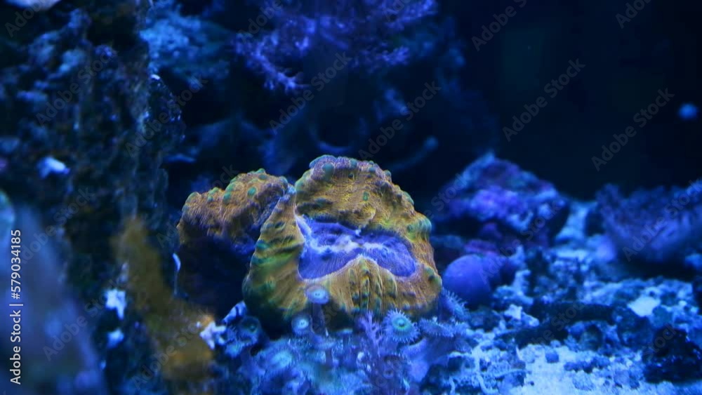 LPS lobed brain coral polyp animal active open, strong flow, healthy ...