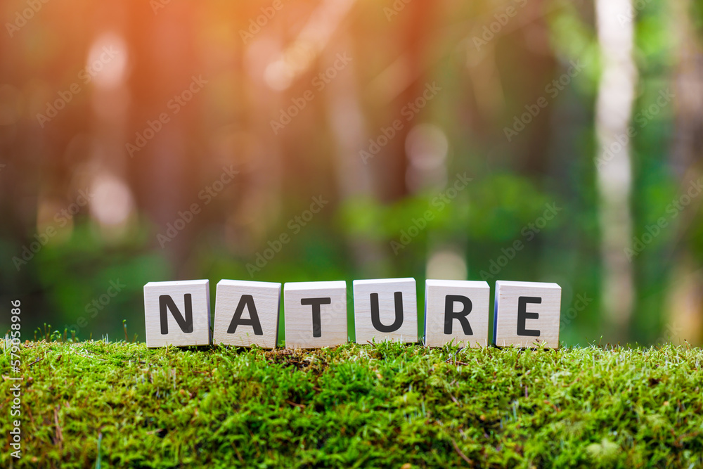 Poster Wooden cubes with the word nature on a fallen old mossy tree in ...