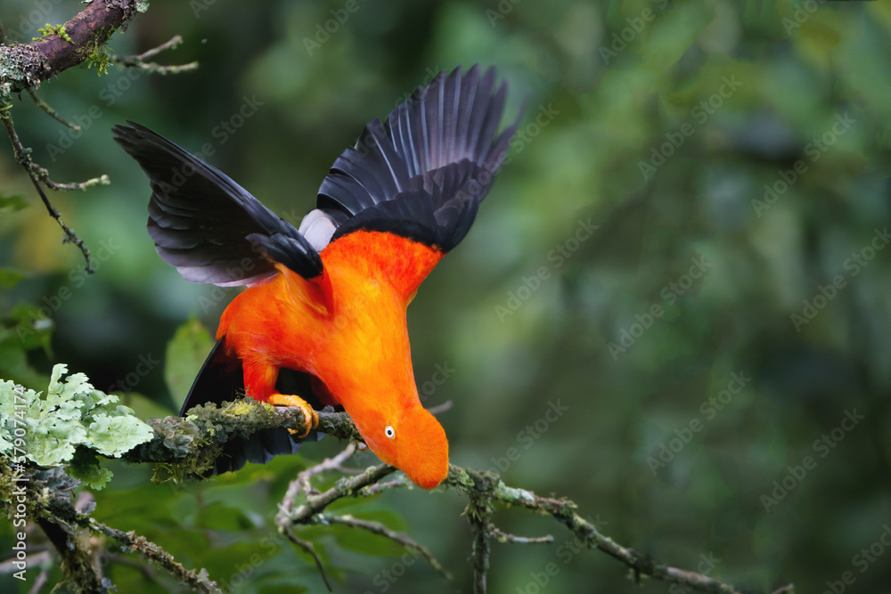 Male Andean cock-of-the-rock (Rupicola peruviana) with open wings, Manu ...