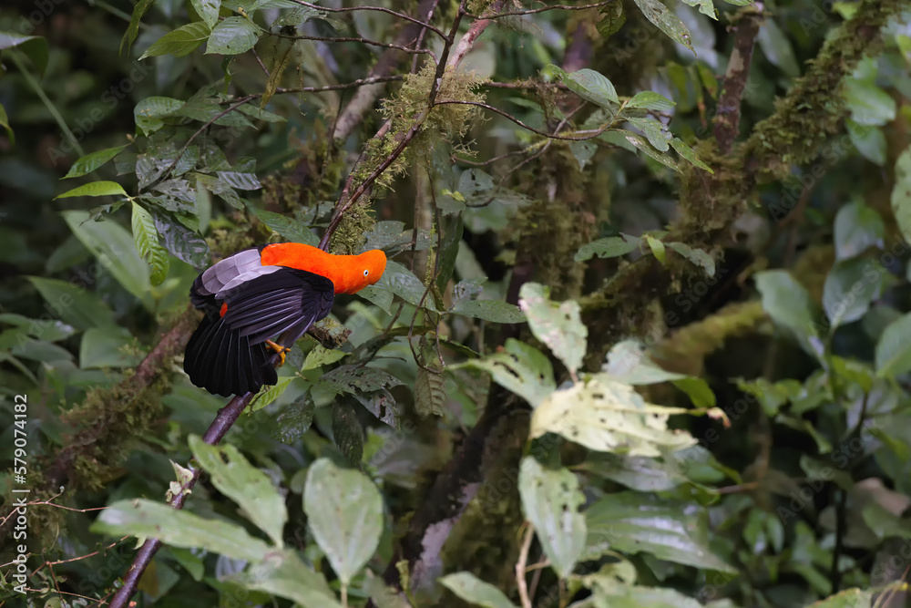 Male Andean cock-of-the-rock (Rupicola peruviana) with open wings, Manu ...